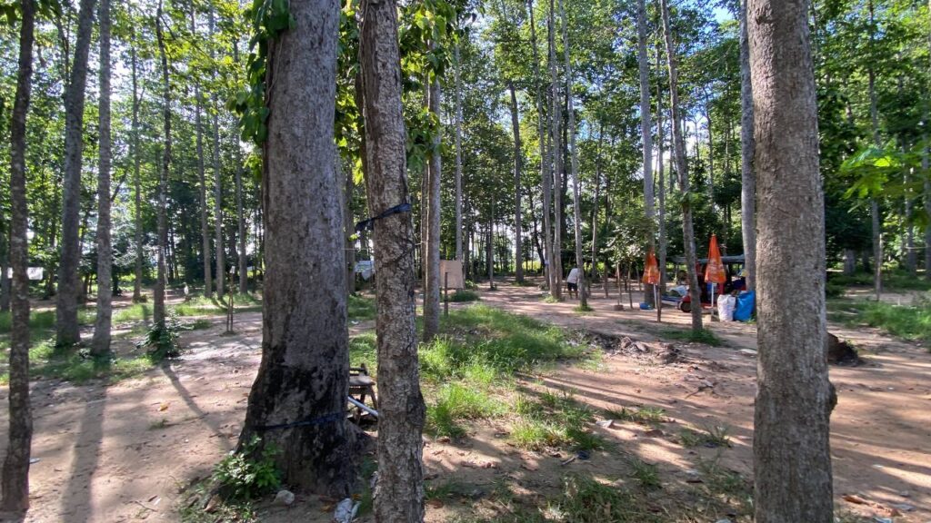 ព្រៃឈើទាលមុខវត្តជន្លង់ម្លូ ក្លាយជាកន្លែងទាក់ទាញពលរដ្ឋ អ្នកដំណើរ ឈប់ ...